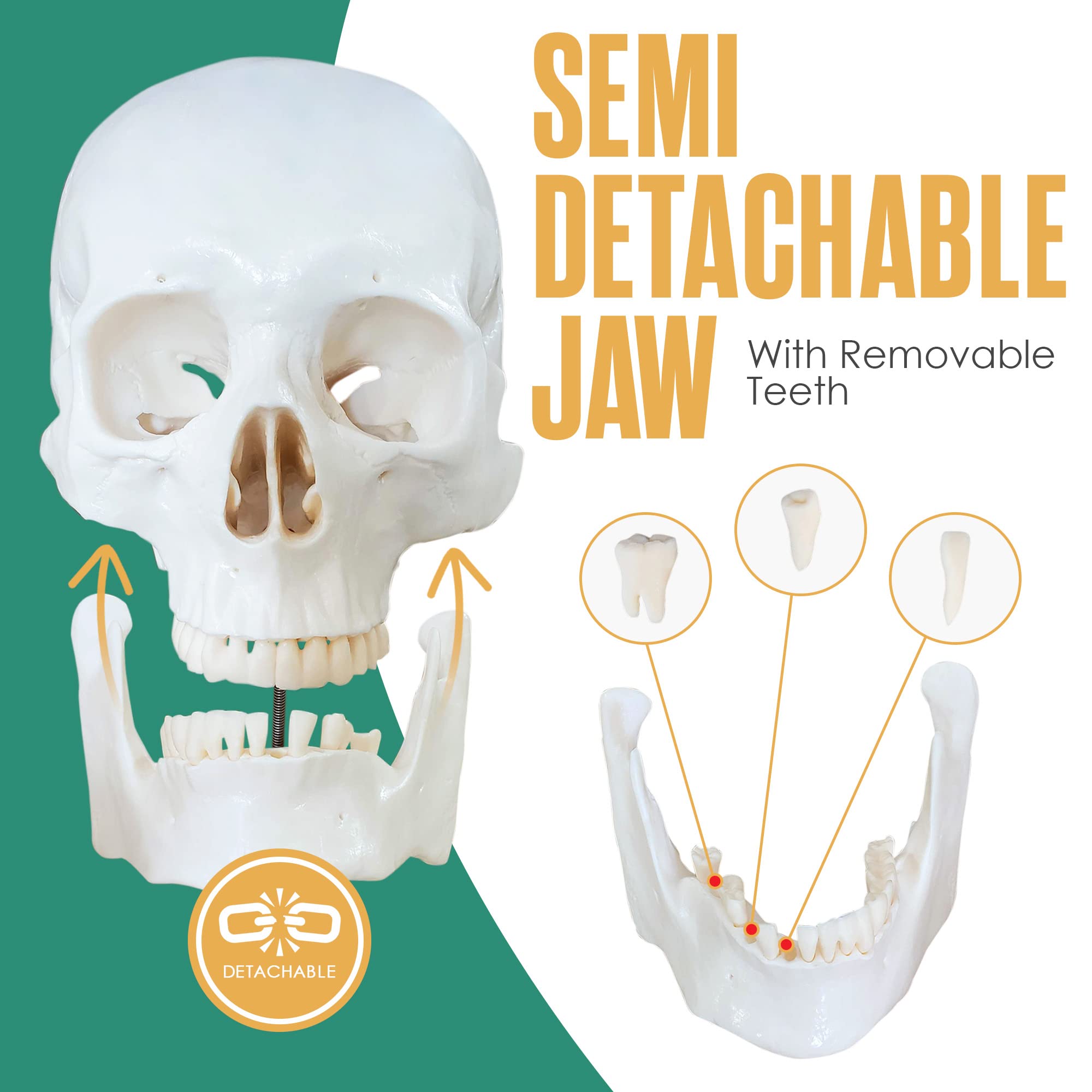 Mua Houseables Disarticulated Human Skeleton, Human Skeleton Model for ...