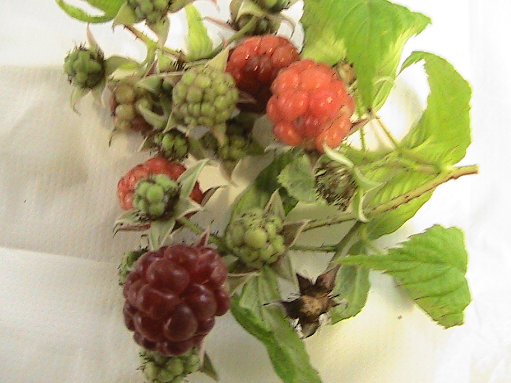 5 RASPBERRY CANES GLEN AMPLE bare root canes: Amazon.co.uk: Garden ...