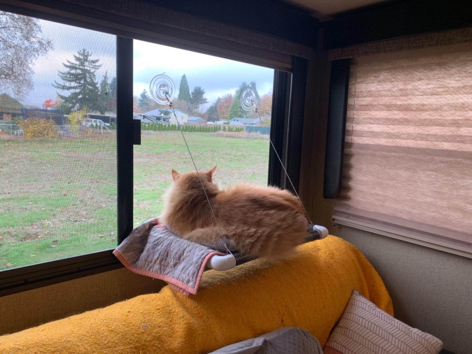 Pictures – Kitty Cot Original™