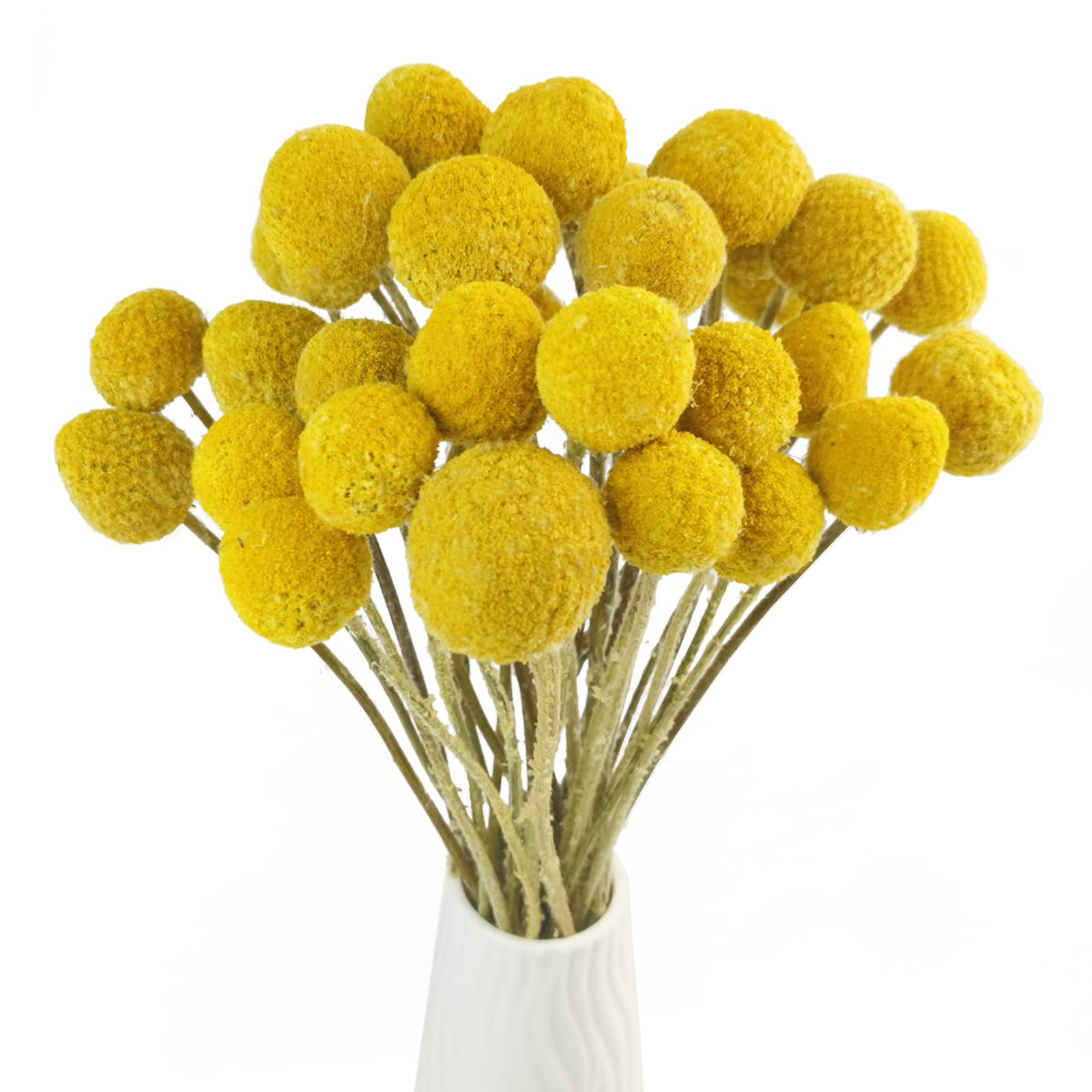 TooGet 30Pcs Natural Craspedia Dried Flowers Yellow Billy Buttons Balls Bouquet Bundles, Real ...