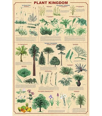 Plant Phylogeny Poster