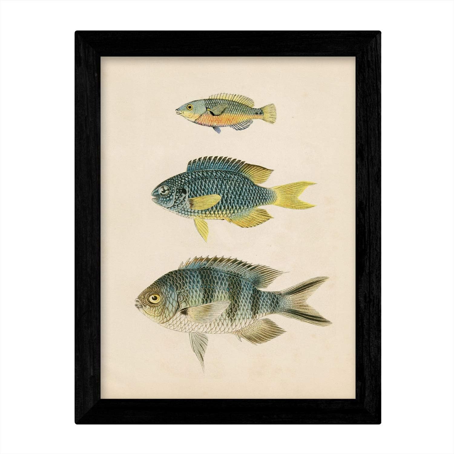 Nacnic Set 4 sheets of fish vintage colorful effect. Mahava ...
