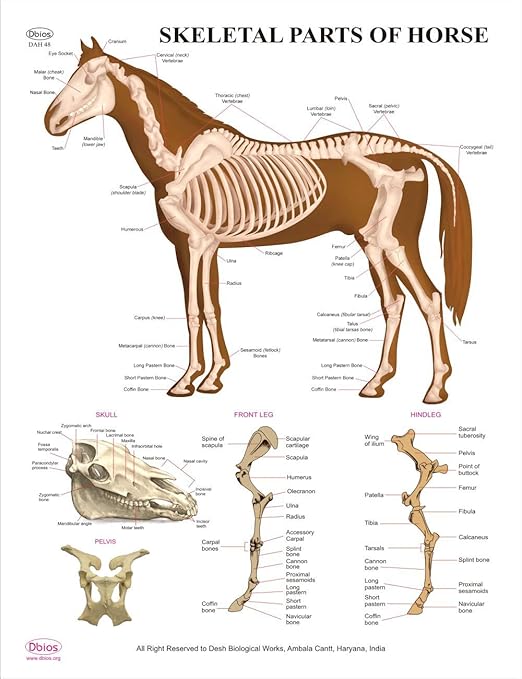 Dbios Educational Digital Printed Skeletal Parts Of Horse Anatomy Wall dbios-educational-digital-printed-skeletal-parts-of-horse-anatomy-wall