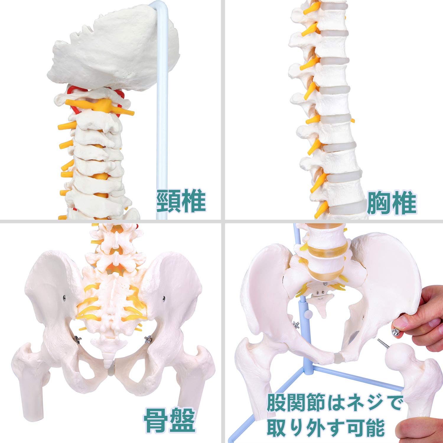 Mua (Physical The) Spinal Model, 35.4 inches (90 cm), Spinal Vertebra ...