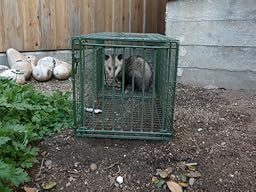 Amazon.com: Duke Traps Heavy Duty Large Cage Trap: Sports & Outdoors