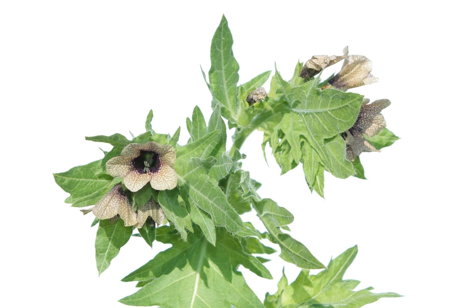 Henbane Seeds Hyoscyamus Niger 50 Seeds: Amazon.co.uk: Garden & Outdoors