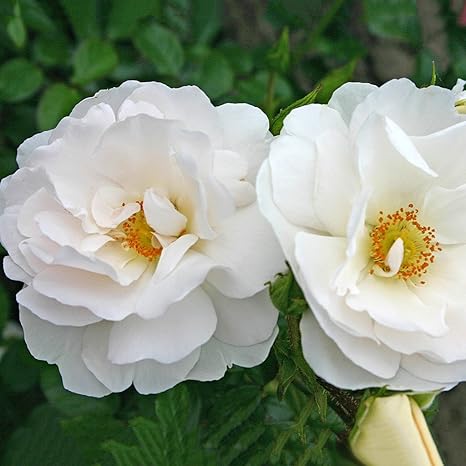 Kordes Rosen Hella Kletterrose, weiß, 12 x 12 x 40 cm: Amazon.de: Garten