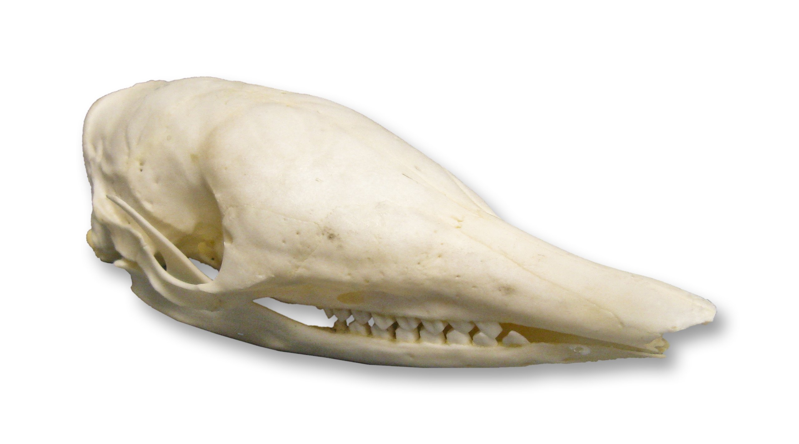 Real Nine-Banded Armadillo Skull – Oddity Lane