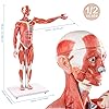 EVOTECH Human Muscle and Organ Model, 27-Part 1/2 Life Size Muscular ...