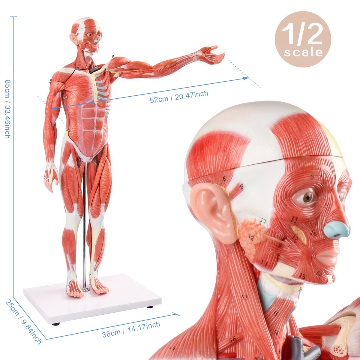 Mua EVOTECH Human Muscle and Organ Model, 27-Part 1/2 Life Size ...