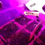 Amazon.com : Winged Beans -Dau Rong;Tour-Poo (Psophocarpus ...