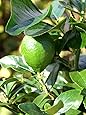 Lime Tree (Citrus latifolia) Tahiti Lime: Amazon.co.uk: Garden & Outdoors