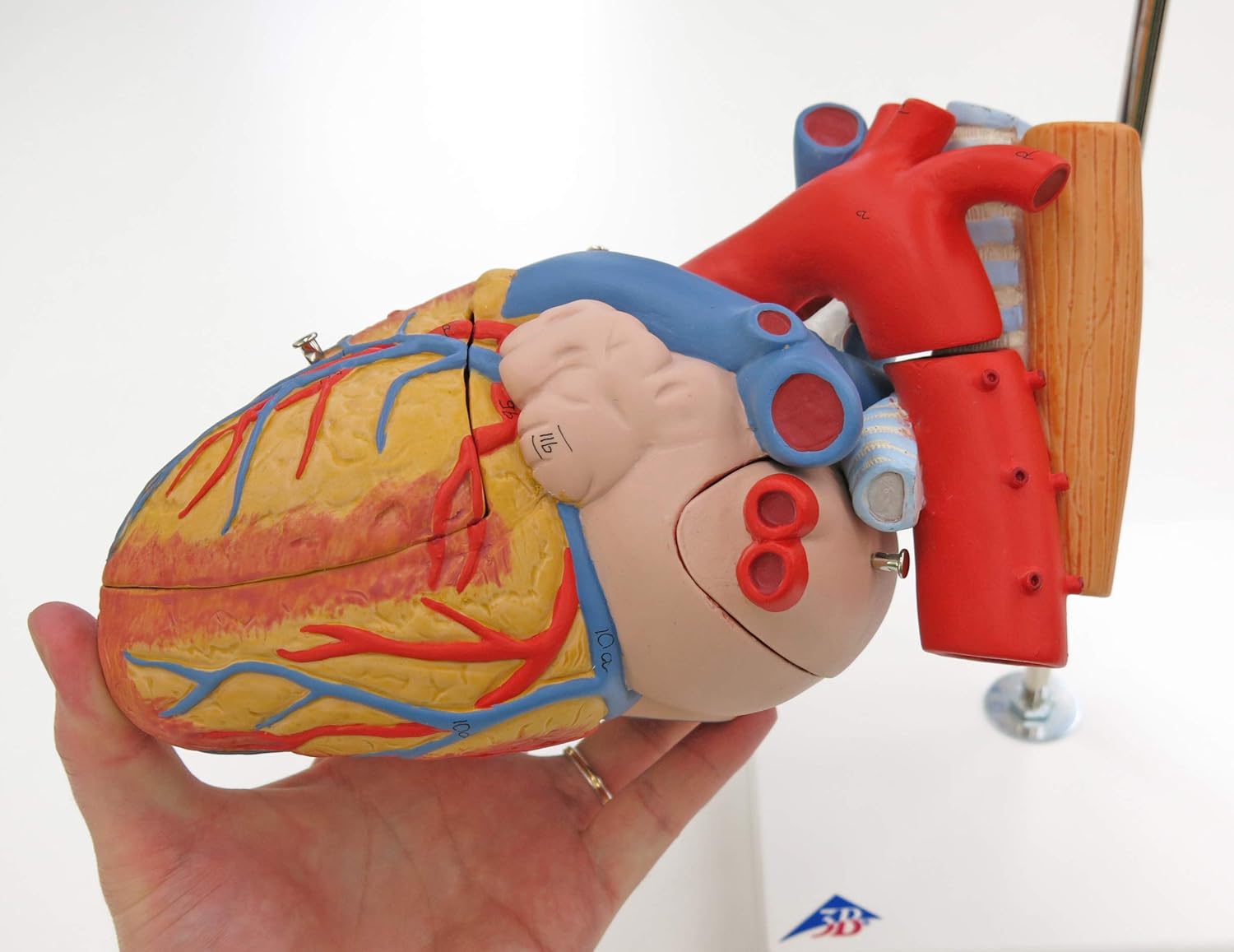 3B Scientific Human Anatomy – Heart Model with Oesophagus and Trachea ...