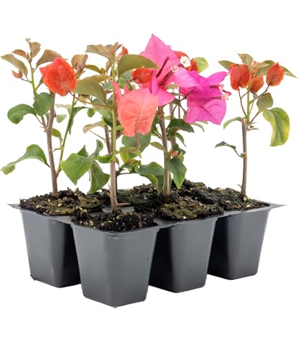 Flowering Outdoor Plants Red Bougainvillea Temple Fire Plant - Buy ...