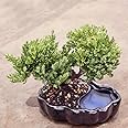 Amazon.com: Brussel's Bonsai Live Green Mound Juniper Outdoor Bonsai ...