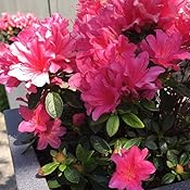 1 X Azalea 'Geisha Pink' Japanese Evergreen Shrub Hardy Plant in Pot ...