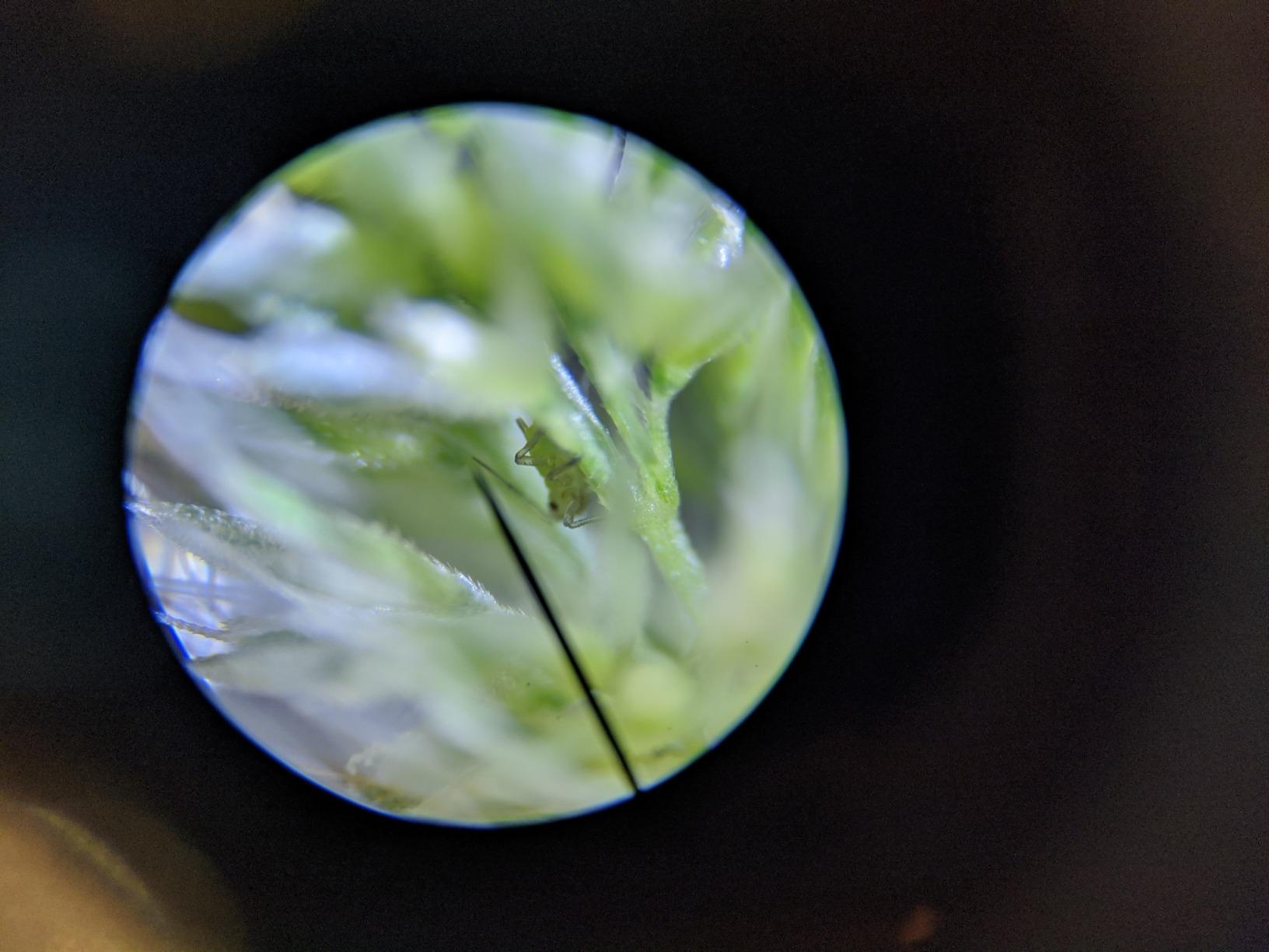 $15/mo - Finance Swift Compound Monocular Microscope SW200DL with 40X ...