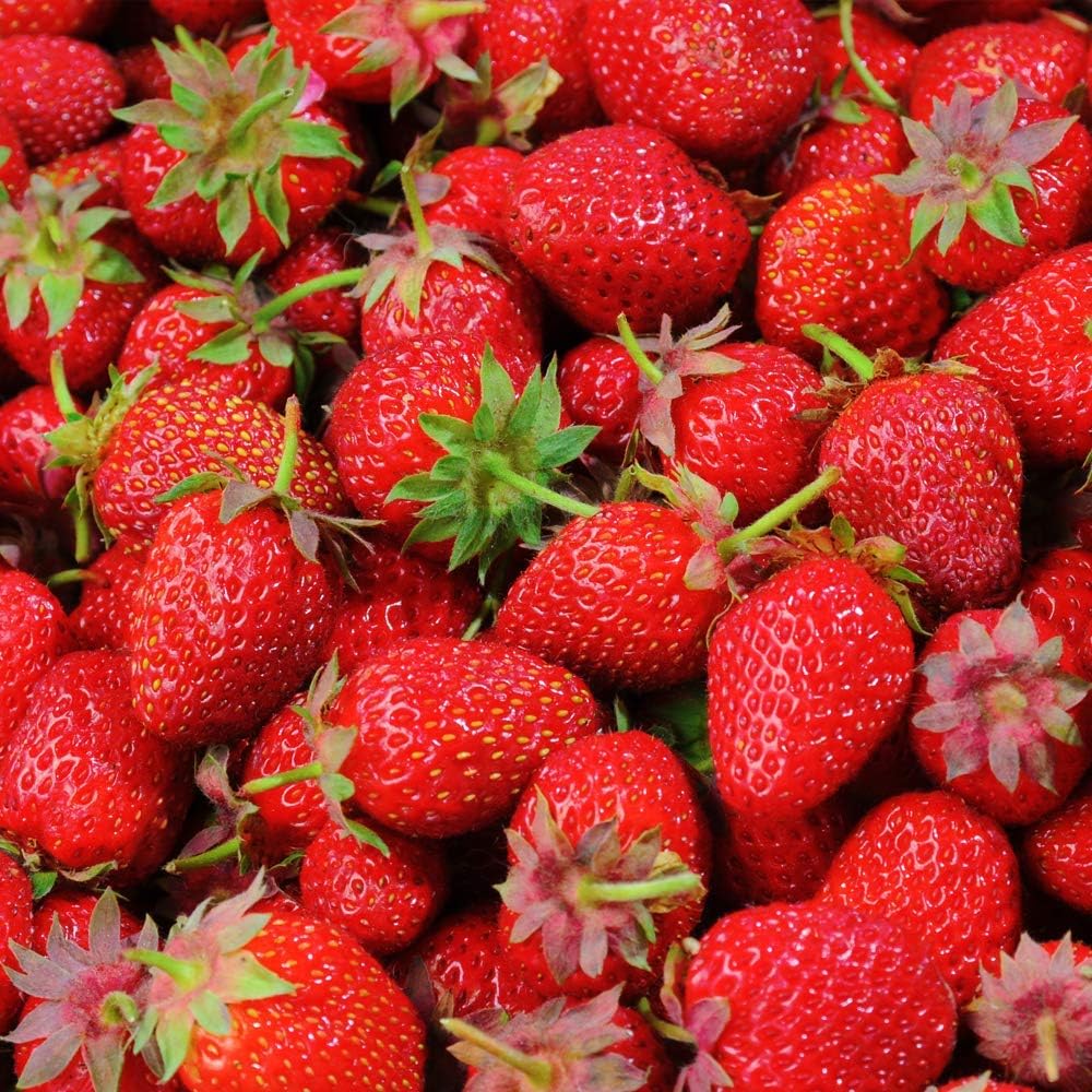 Strawberry 'Elsanta' Bare Root High Yield Mid Season Fruit Bush Garden ...