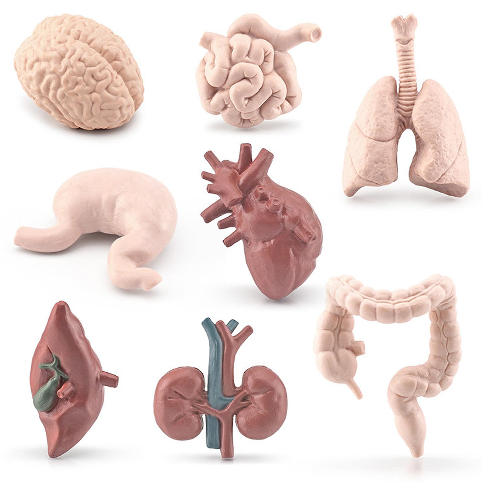 Mua 8 Piece Mini Human Organ Set Mini Human Body Model for Kids Mini ...