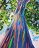 Rainbow Eucalyptus Tree Seeds - 50 Seeds - Stunning Colored Bark ...