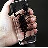TriProC Scorpion Taxidermy Animals Insects in Resin Preserved Bugs ...