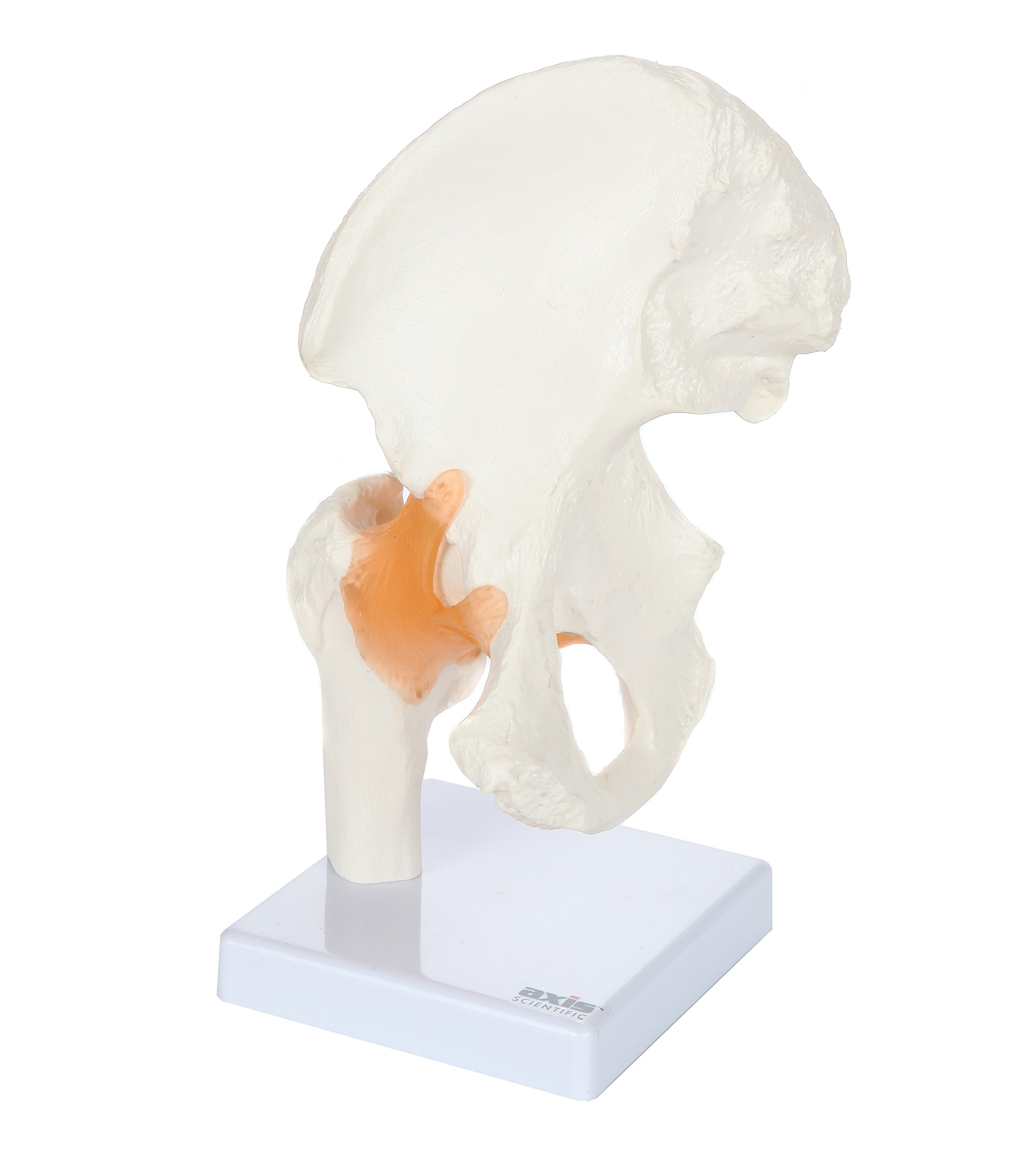Mua Axis Scientific Life Size Human Hip Bone Anatomy Pelvis Model with ...