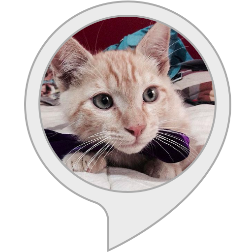 Amazon.com: Cat Fax: Alexa Skills