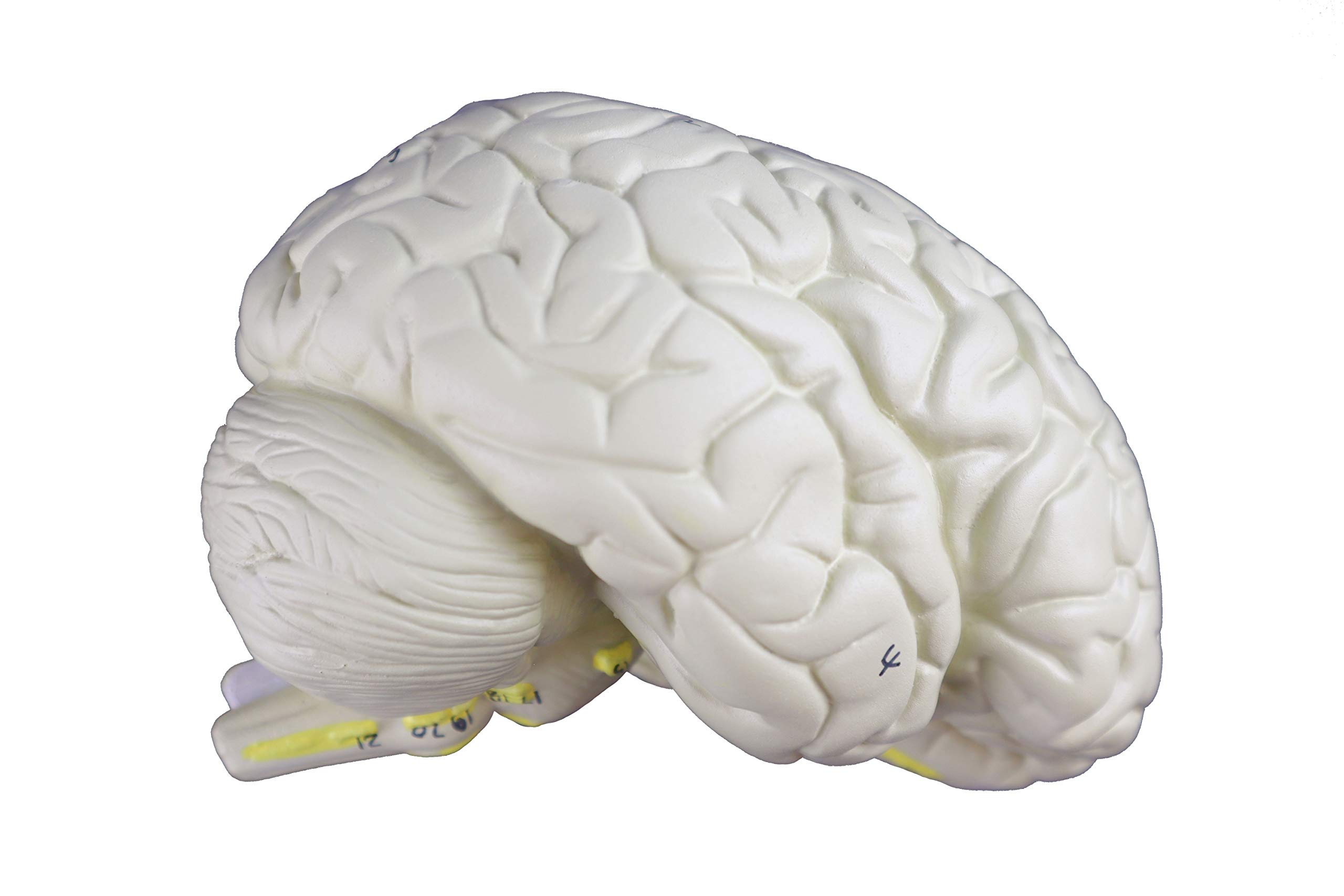 Mua Vision Scientific VAB401-3 Life Size Human Brain Models-3 Parts ...