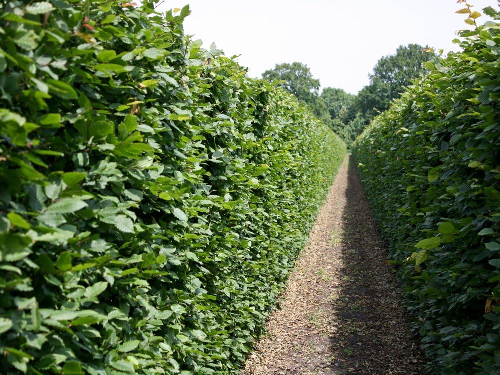 Hainbuche Hainbuchenhecke Wurzelware 120-150 cm hoch - Carpinus betulus ...