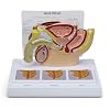 GPI Anatomicals - Human Anatomy Model of Male Pelvis with 3D Prostate ...