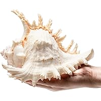 Amazon.com: Giant Natural Conch Shell, Murex Ramosus Shell (1 Shell 7.5 ...
