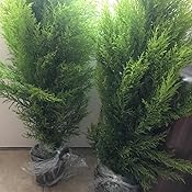 YouGarden Golden Cypress Trees Potted (Pair): Amazon.co.uk: Garden ...