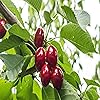 Dwarf Cherry Tree Seeds, Prunus cerasus, Prunus fruticose, Indoor ...