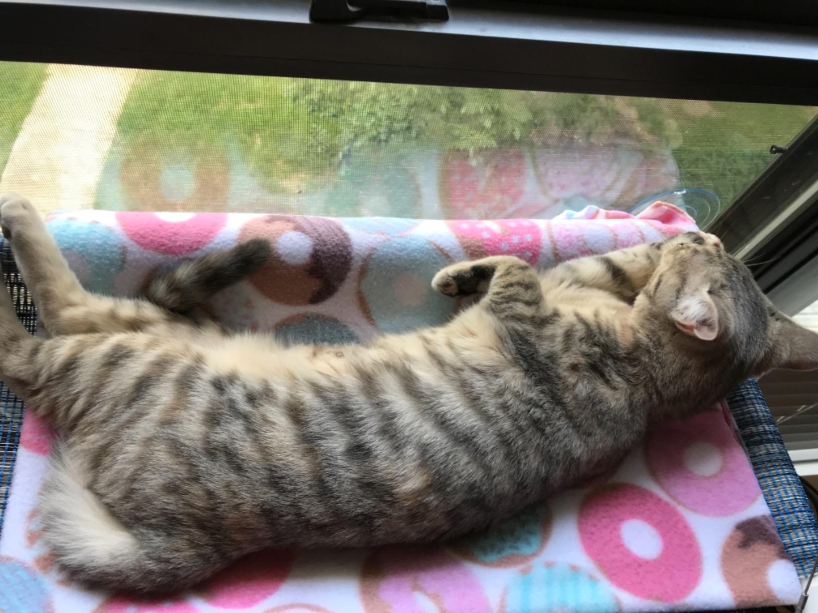 Pictures – Kitty Cot Original™