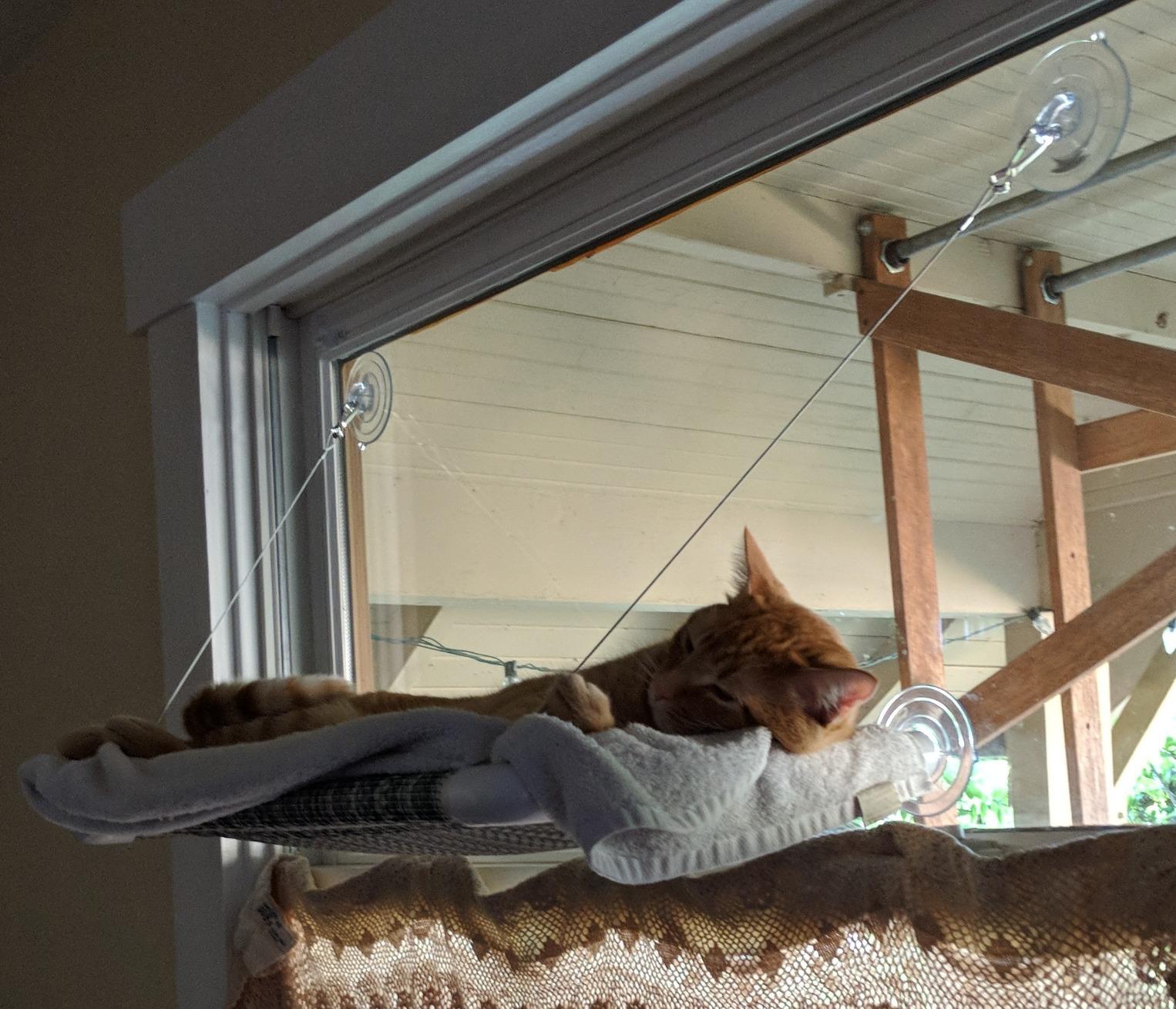 Pictures – Kitty Cot Original™