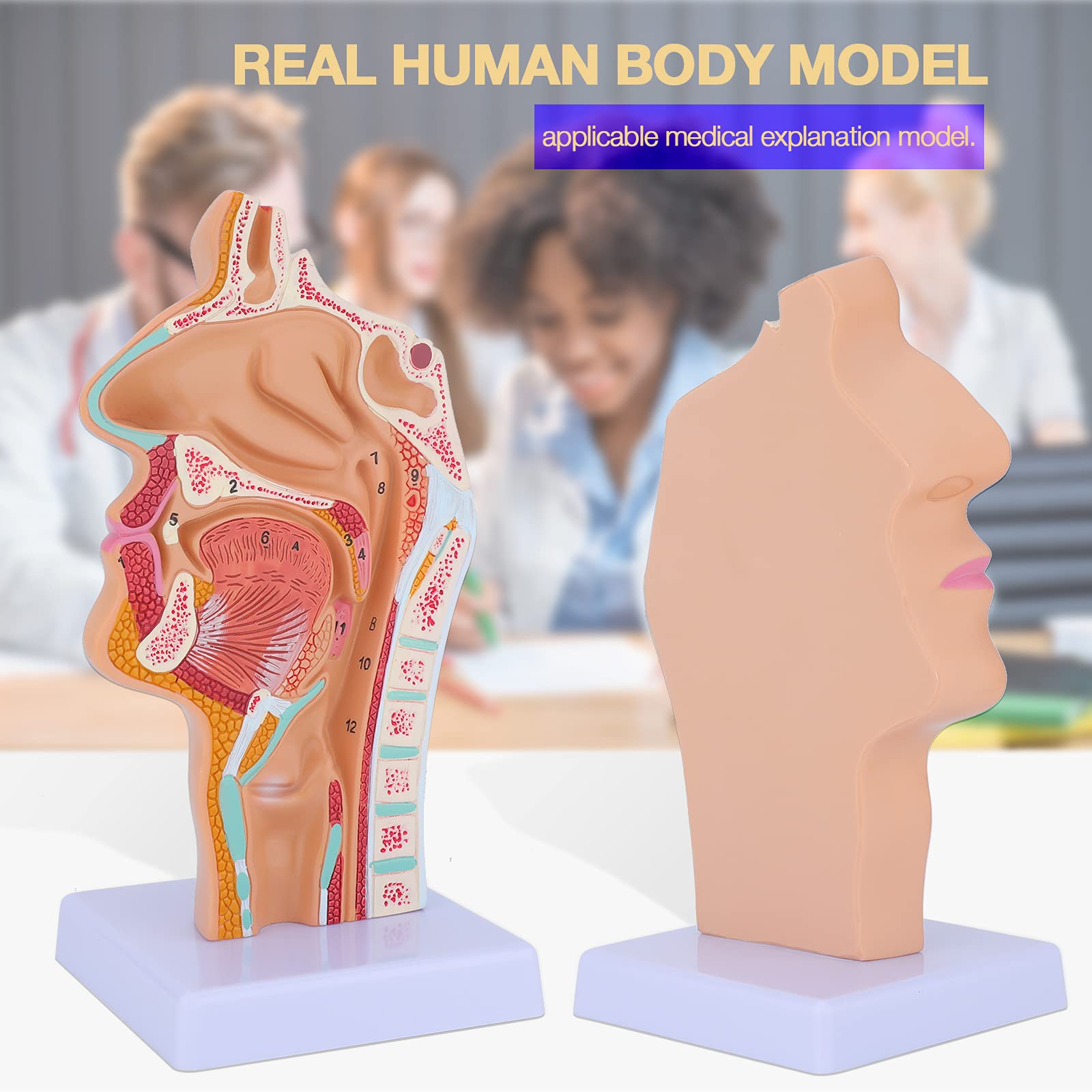 Mua Human Nasal Cavity Throat Anatomy Medical Model - Human Anatomical ...