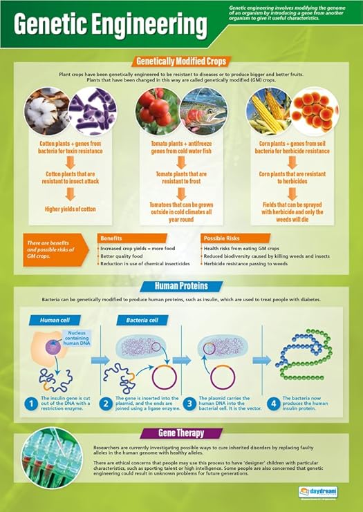 Amazon.com : Genetic Engineering | Science Posters | Laminated Gloss ...