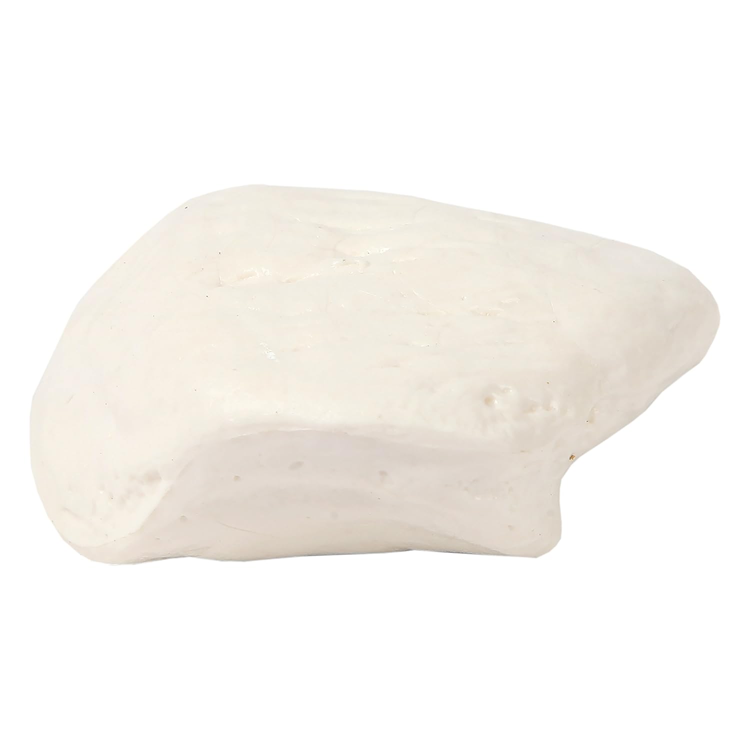 Left 3 Year Warranty Axis Scientific Patella Bone Model Cast from a ...