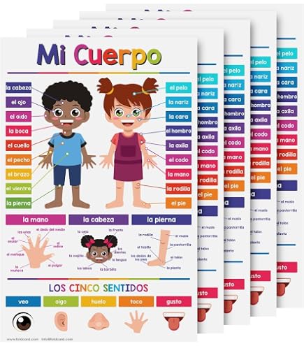 Parts Of The Body In Spanish Chart