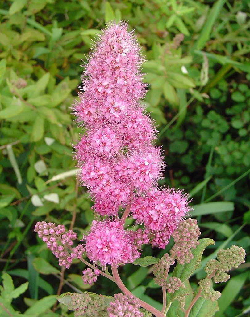 50 ROSE DOUGLAS SPIRAEA Pink Hardhack Steeple Bush Douglasii Flower ...