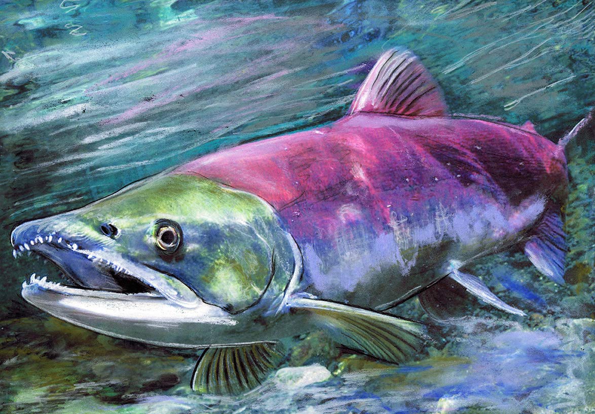Amazon.com: Sockeye Salmon Art Print, Fly Fishing Gift Idea - Salmon ...