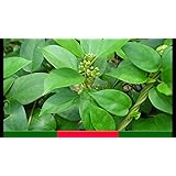 Plantsworld Gymnema sylvestre - Gudmar Plant, Madhunashini Live Plant ...