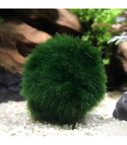 Marimo Enhance