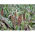 Amazon.com : Japanese Millet - Duck - Food Plot - 5 LB : Patio, Lawn ...