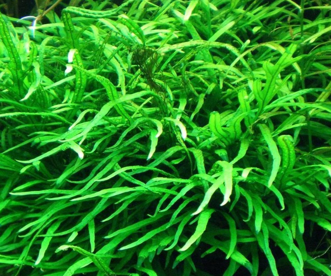 Amazon.com: Java Fern Trident Microsorum Pteropus Pot Narrow Live ...