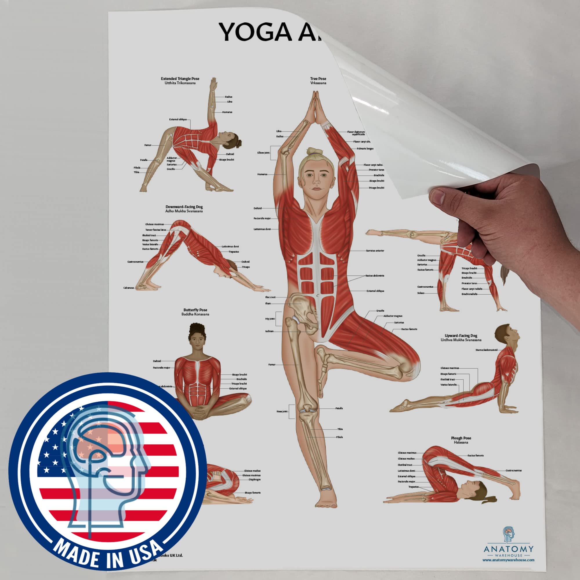 Mua Yoga Anatomy Poster, LAMINATED, Anatomy and Physiology Posters ...