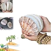 Amazon.com : Abalone Shell/Lion’s Paw Shell/Scallop Shell Journal, 30 ...