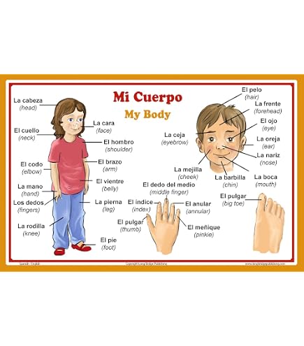 Las Partes Del Cuerpo Chart 🧠👀 Let's Learn About The BODY PARTS!