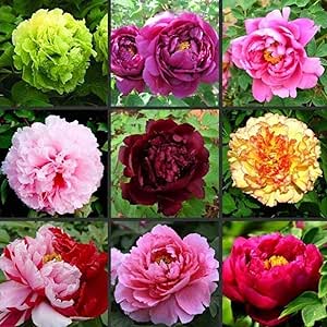 Amazon.com : 100+ Mixed Peony Flower Seeds : Patio, Lawn & Garden