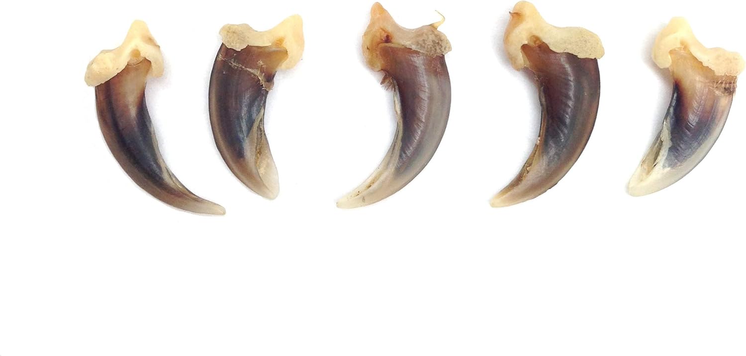 Amazon.com: PEPPERLONELY 5 PC Real Red Fox Claws, for Jewelry ...